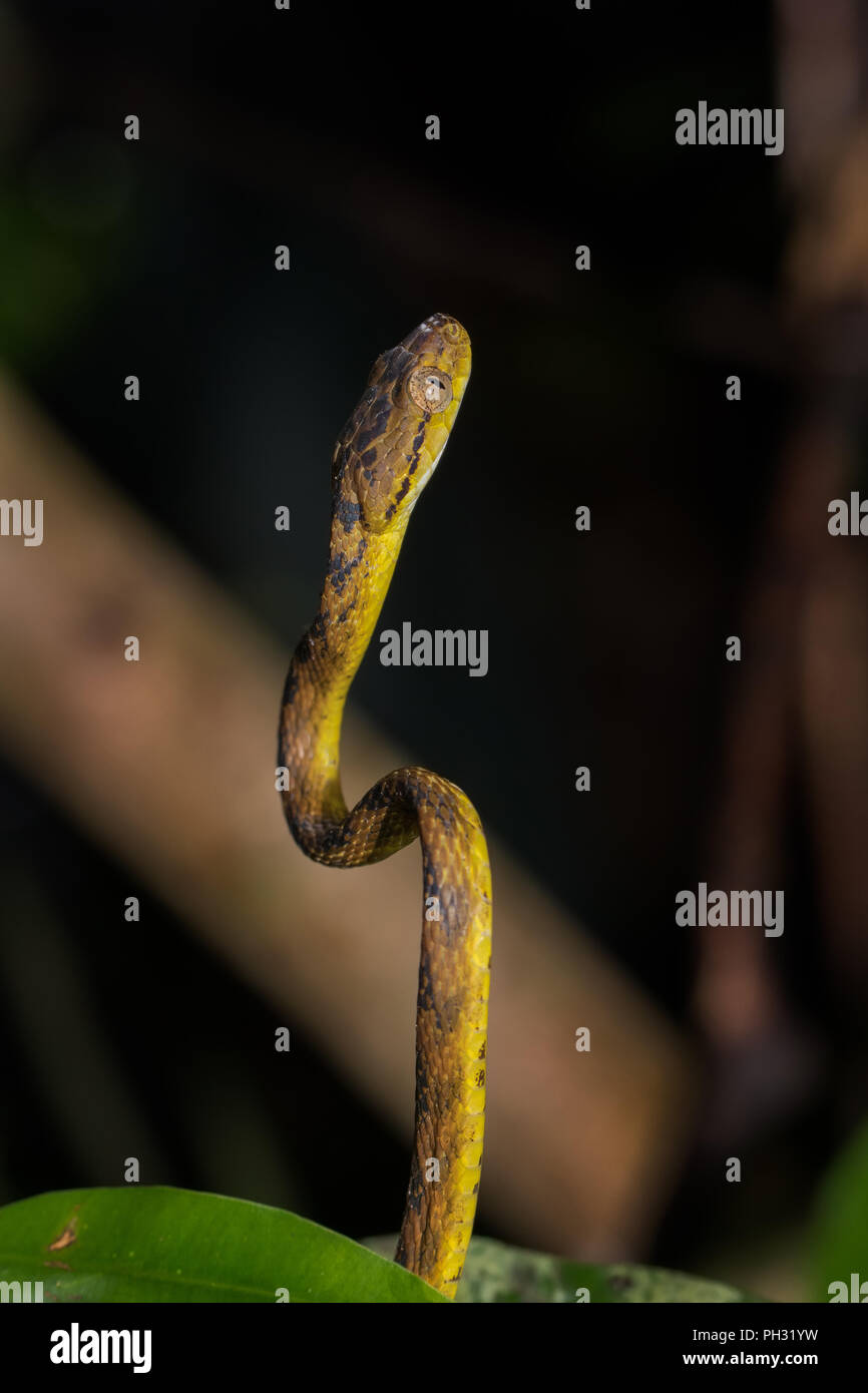 Cat snake hi-res stock photography and images - Alamy