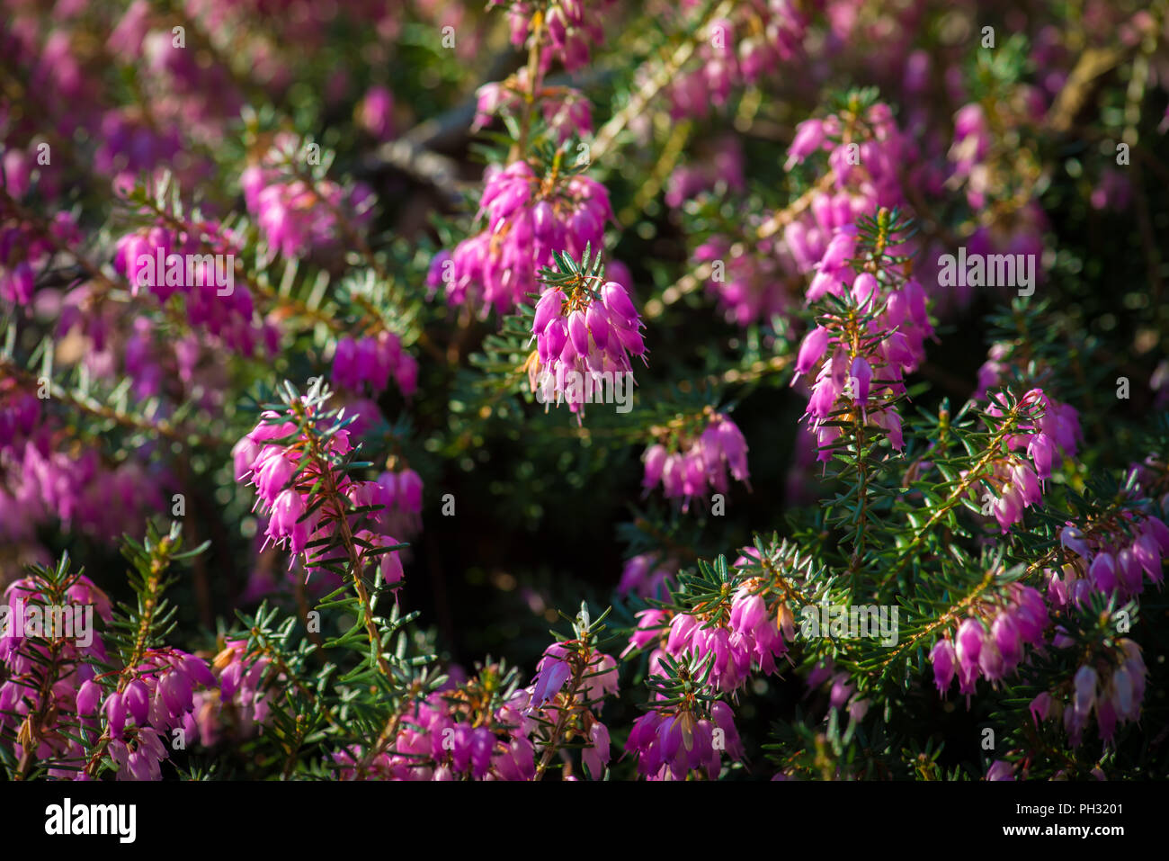 Erica carnea December Red Stock Photo - Alamy