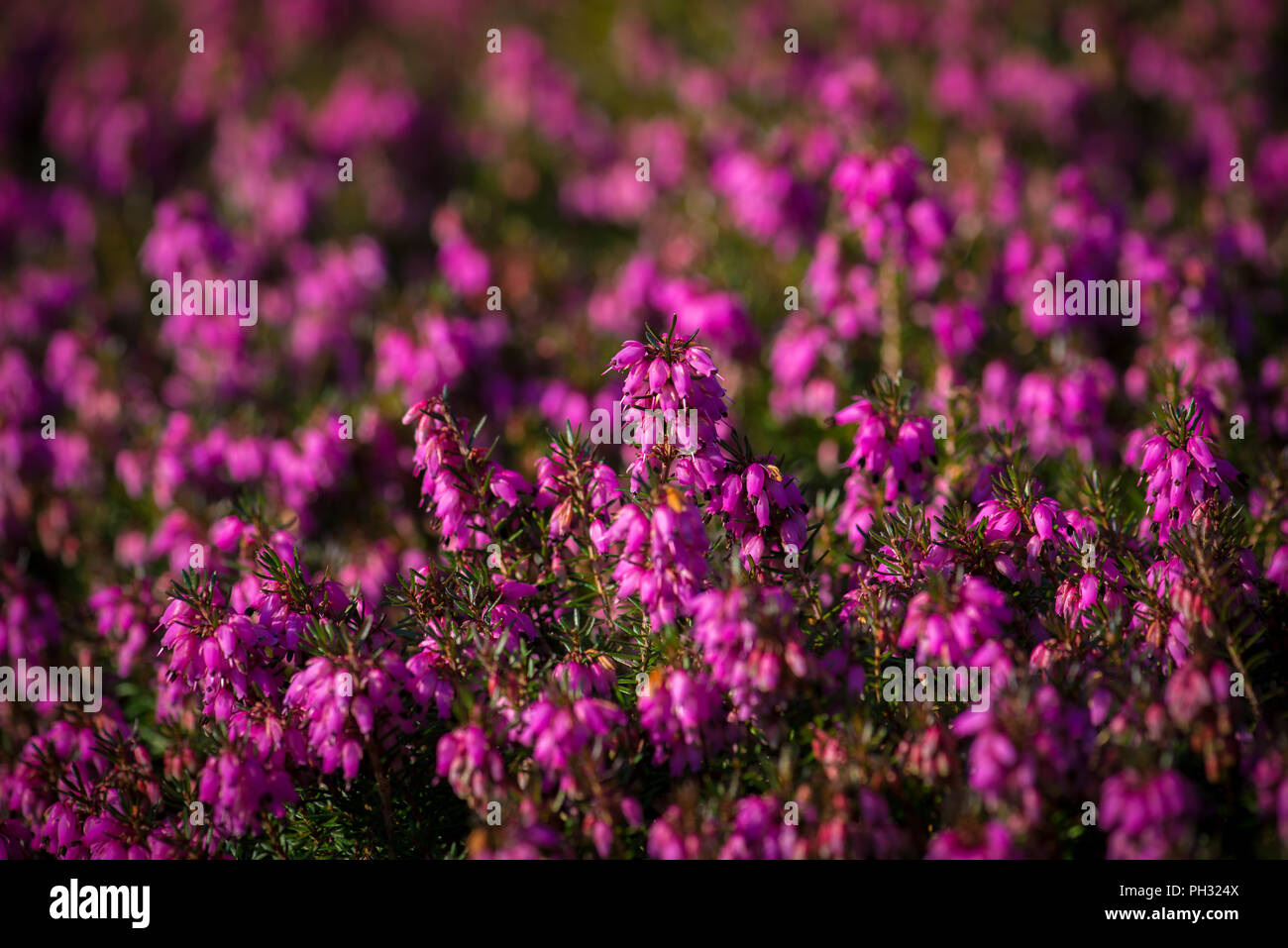 Erica carnea winter sun hi-res stock photography and images - Alamy