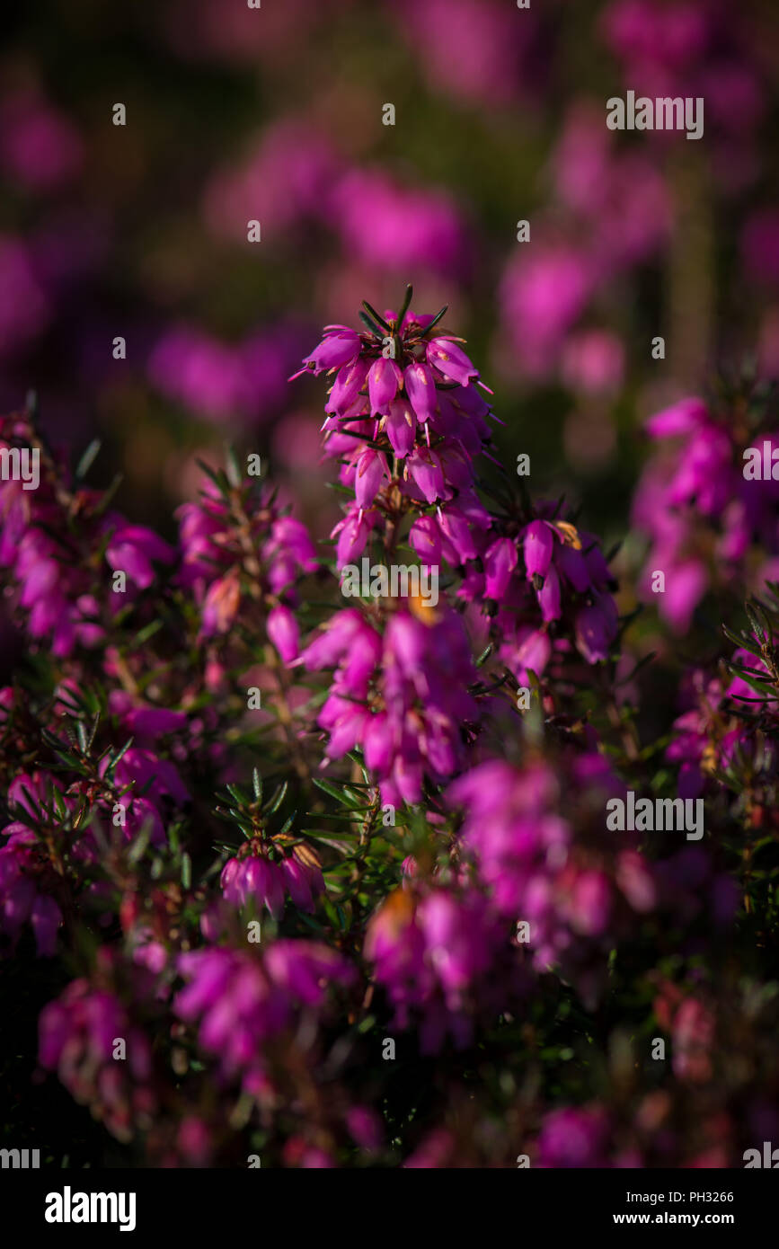 Erica carnea winter sun hi-res stock photography and images - Alamy