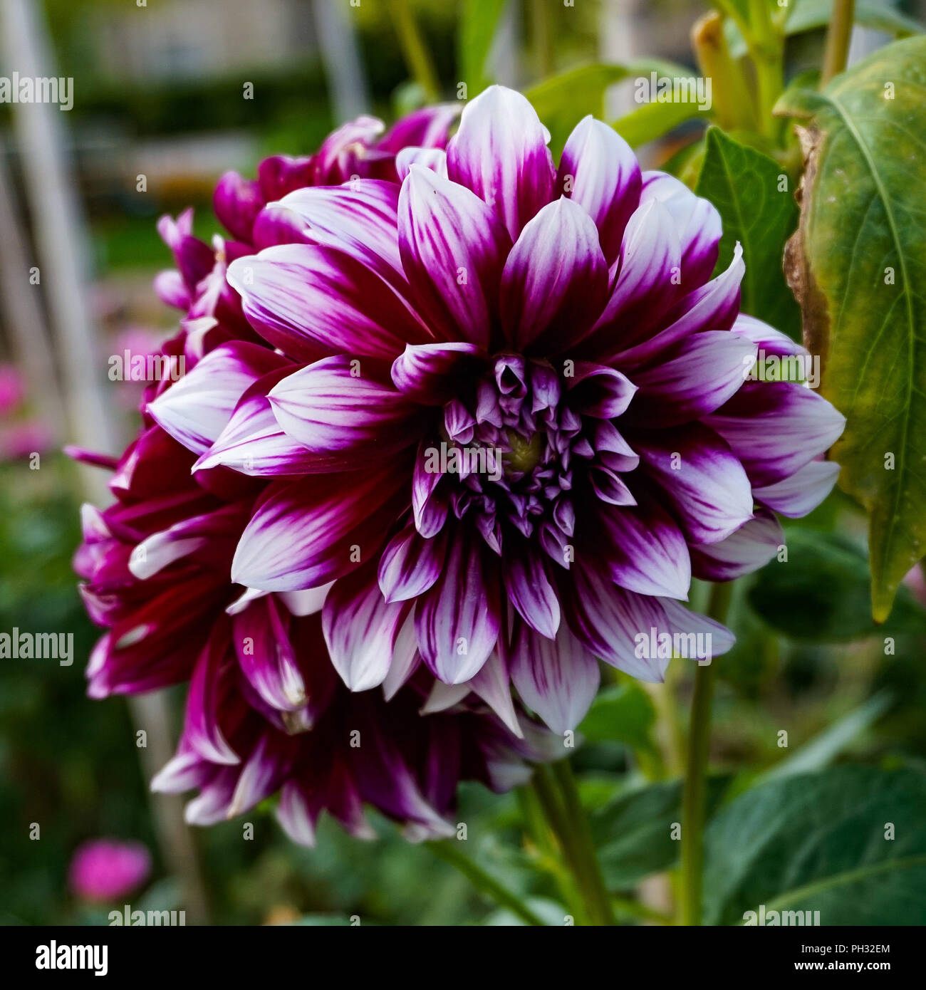 Purple and white petals hi-res stock photography and images - Alamy