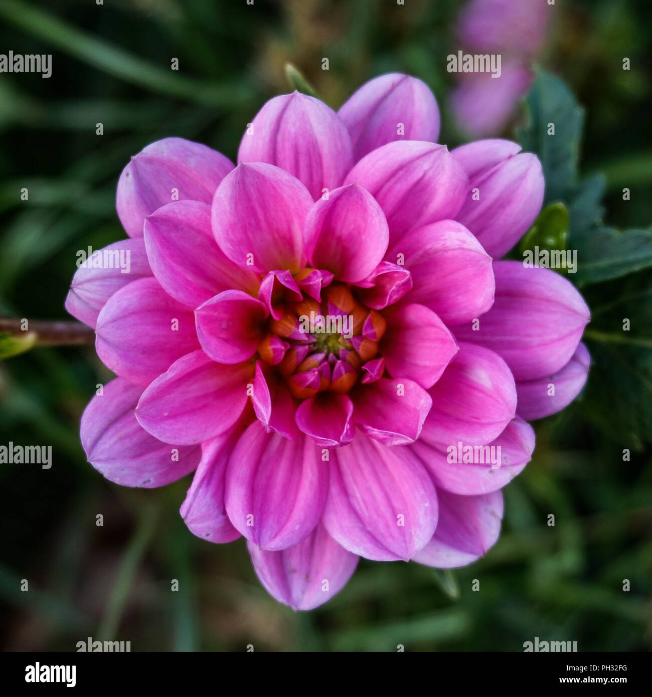 Pink beautiful hi-res stock photography and images - Alamy