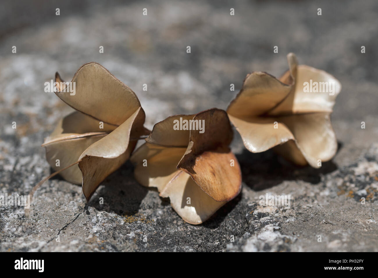 Seed pods in nature hi-res stock photography and images - Alamy