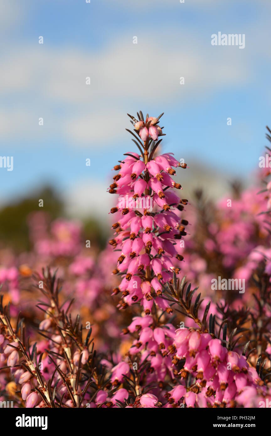 Erica carnea December Red Stock Photo - Alamy