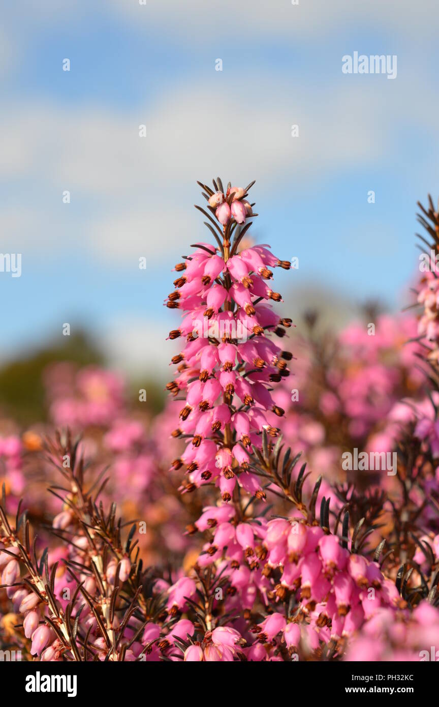 Erica carnea December Red Stock Photo - Alamy