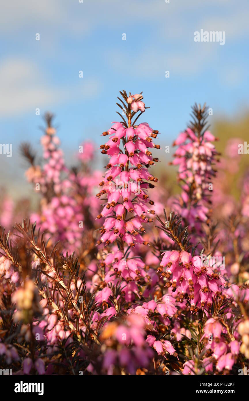 Erica carnea December Red Stock Photo - Alamy