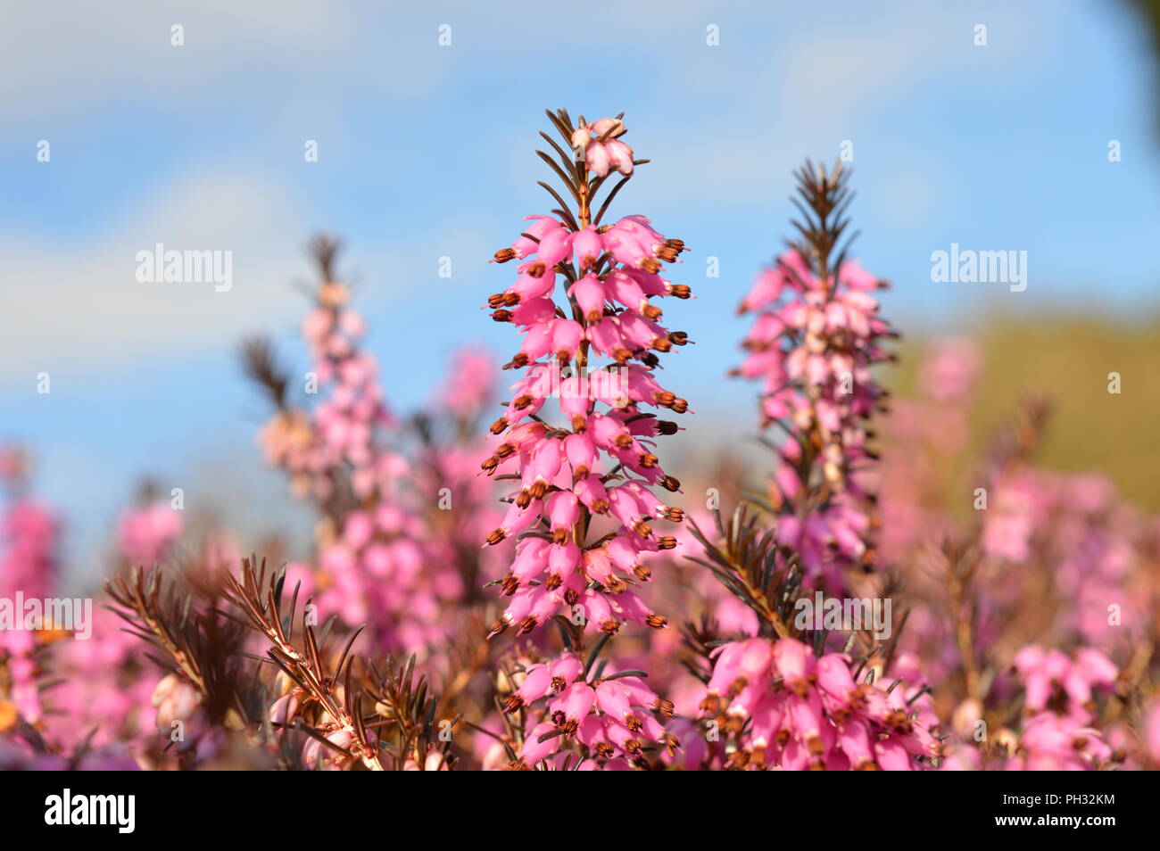 Erica carnea December Red Stock Photo - Alamy