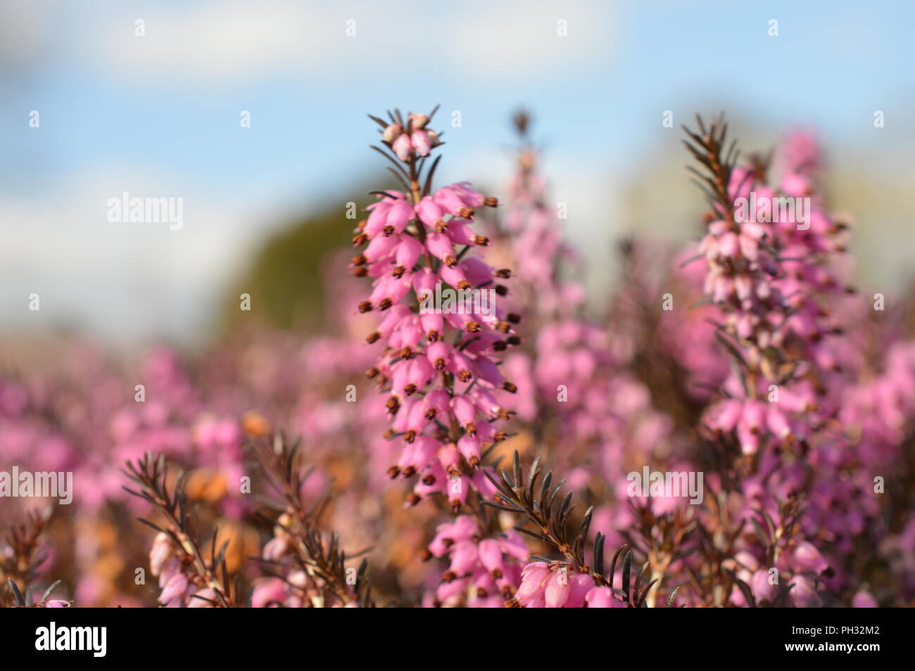 Erica carnea December Red Stock Photo - Alamy