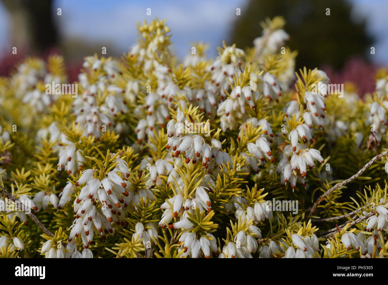 Erica carnea Golden Starlet Stock Photo - Alamy