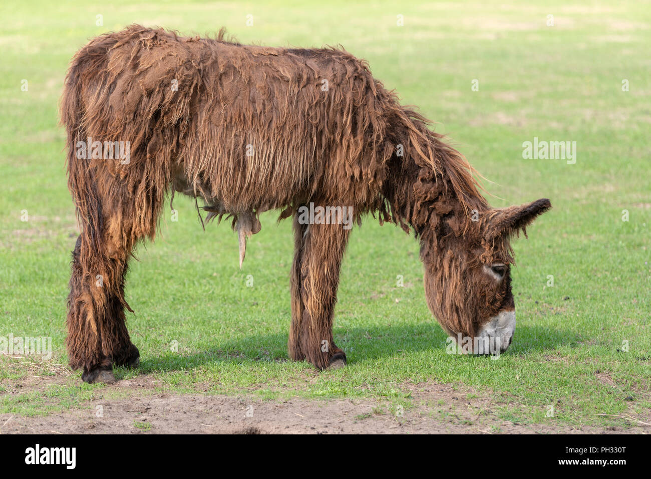 Long haired creature hi-res stock photography and images - Alamy