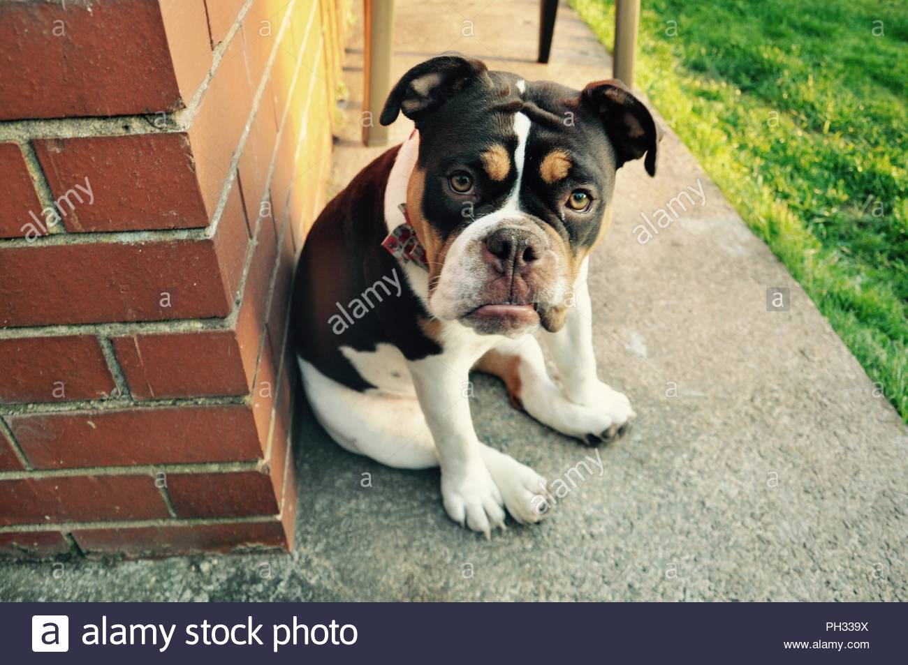 Squashed Face Stock Photos & Squashed Face Stock Images - Alamy