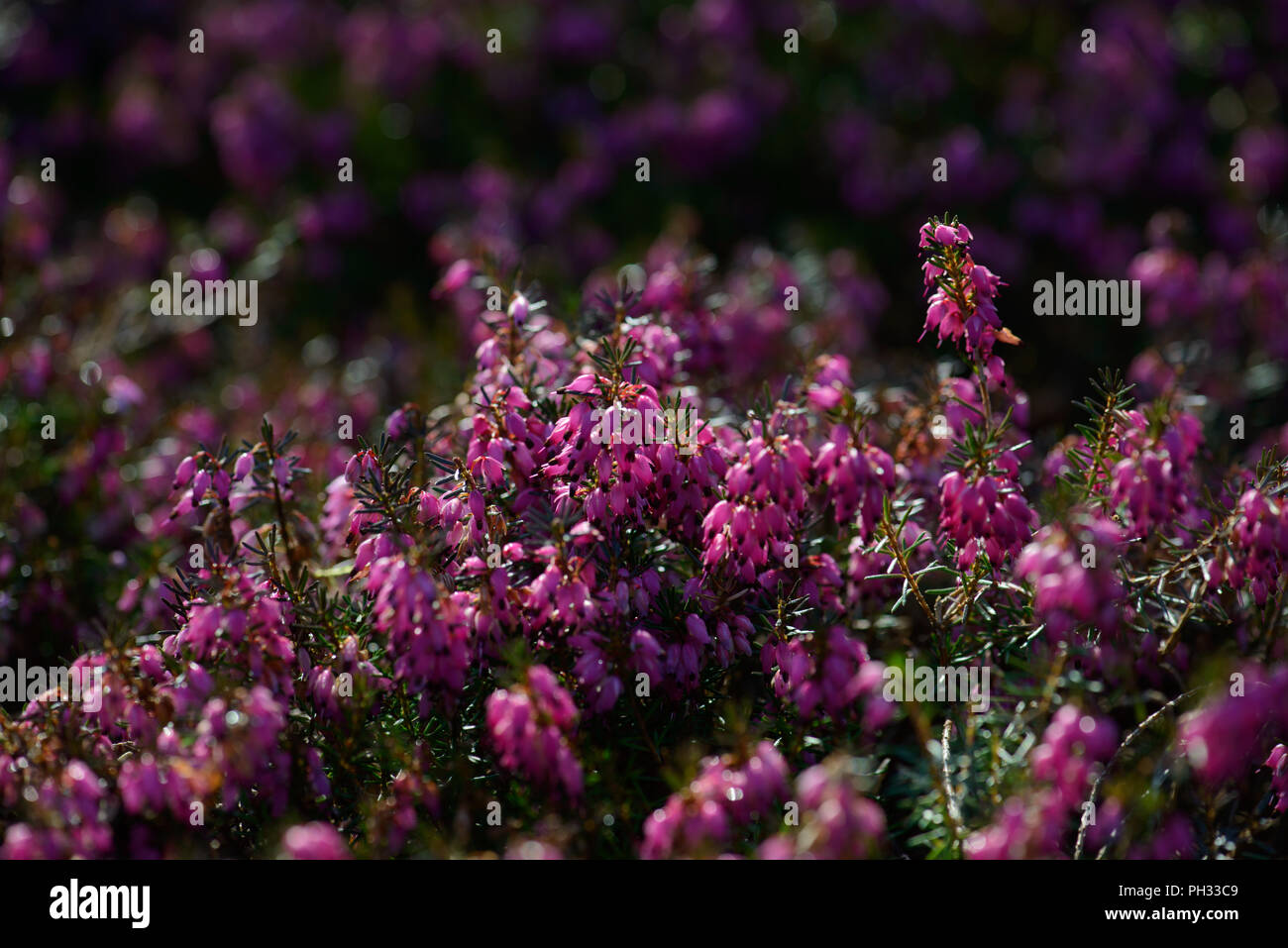 Erica carnea Myretoun Ruby Stock Photo - Alamy