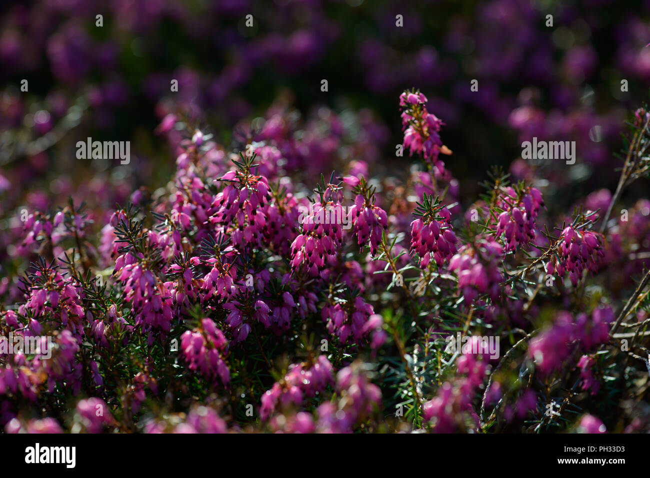 Erica carnea Myretoun Ruby Stock Photo - Alamy