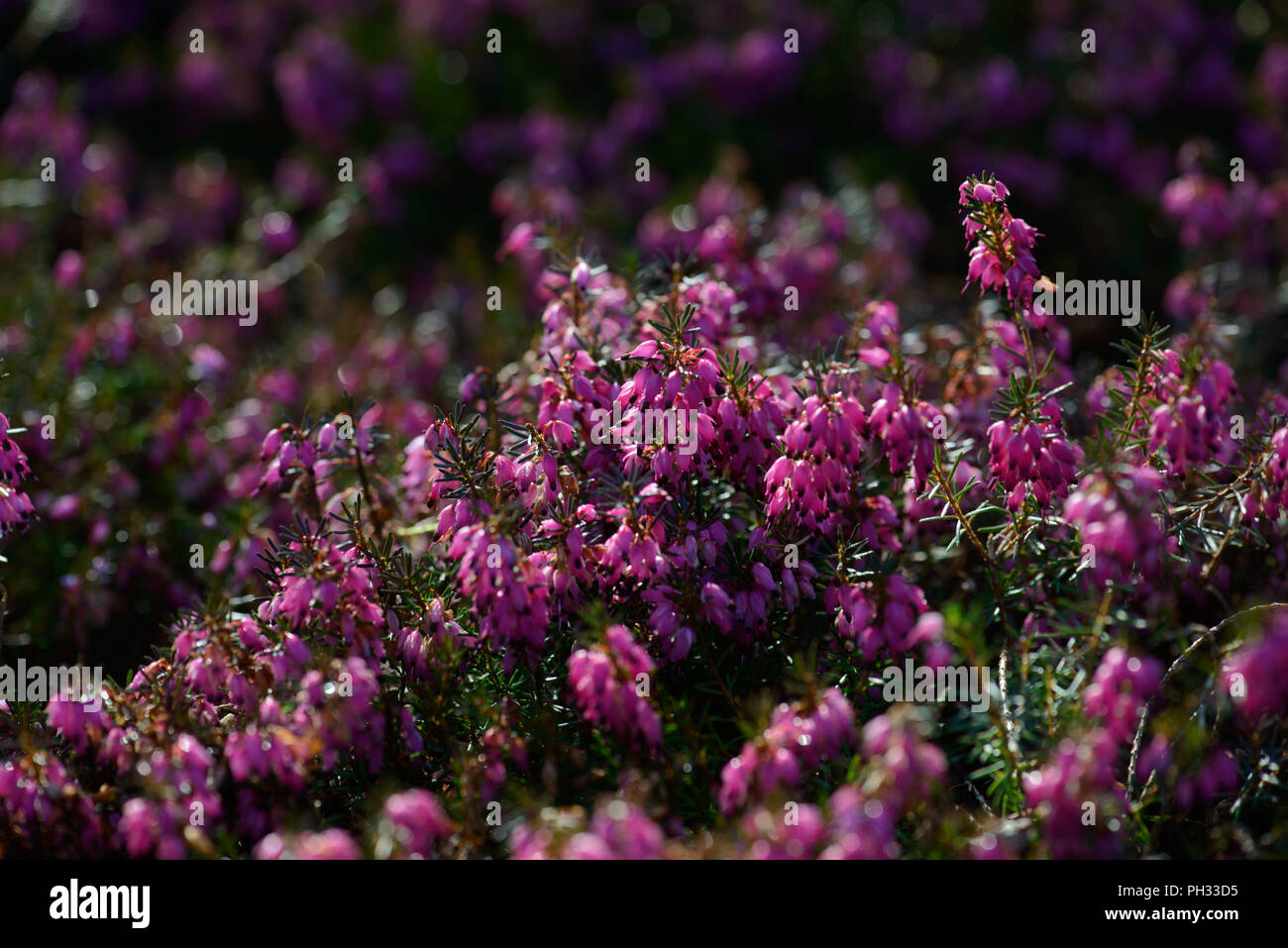 Erica carnea Myretoun Ruby Stock Photo - Alamy
