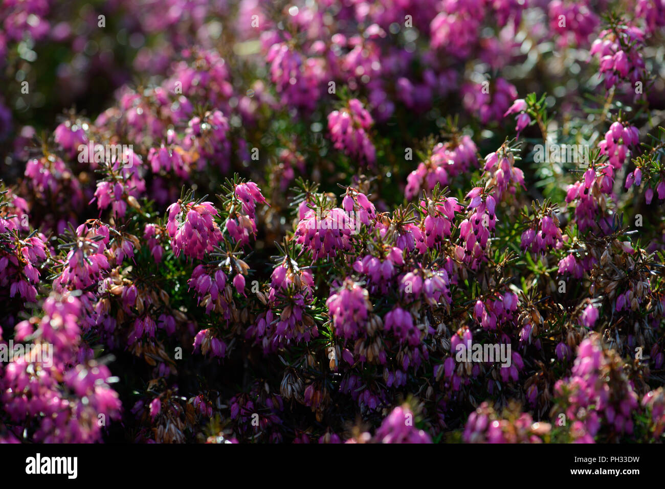 Erica carnea Myretoun Ruby Stock Photo - Alamy