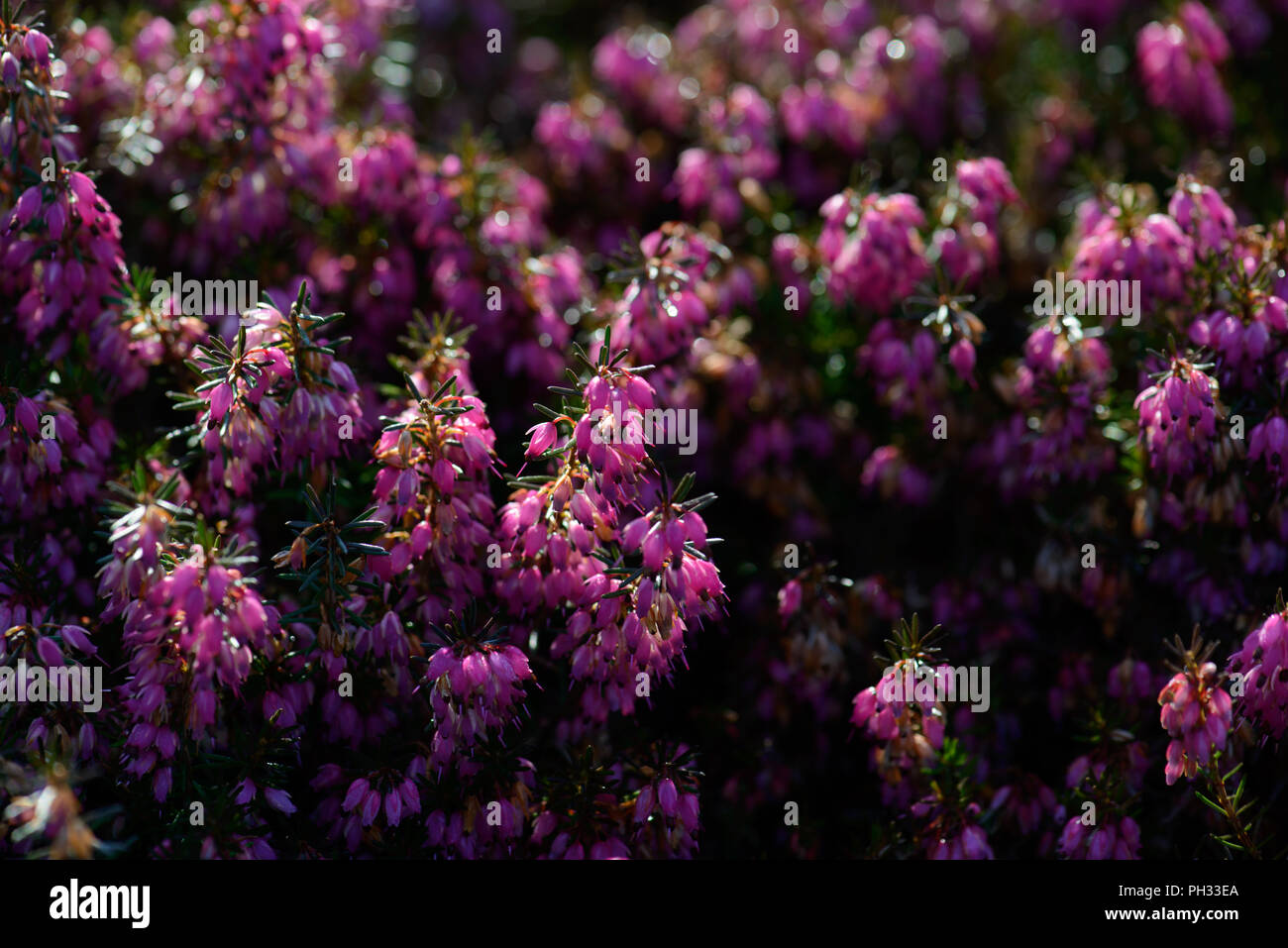 Erica carnea Myretoun Ruby Stock Photo - Alamy