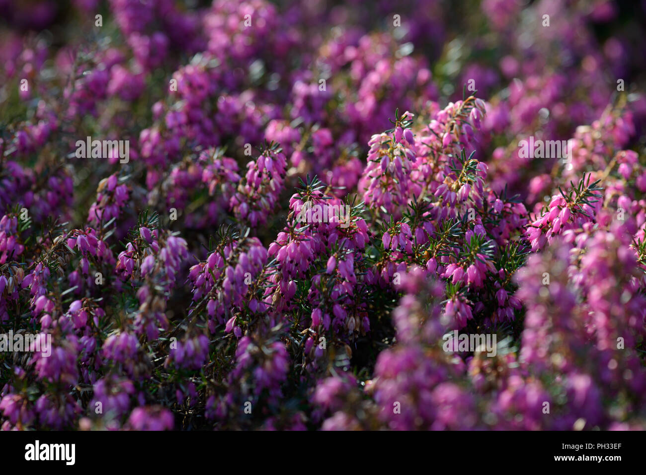 Erica carnea Myretoun Ruby Stock Photo - Alamy