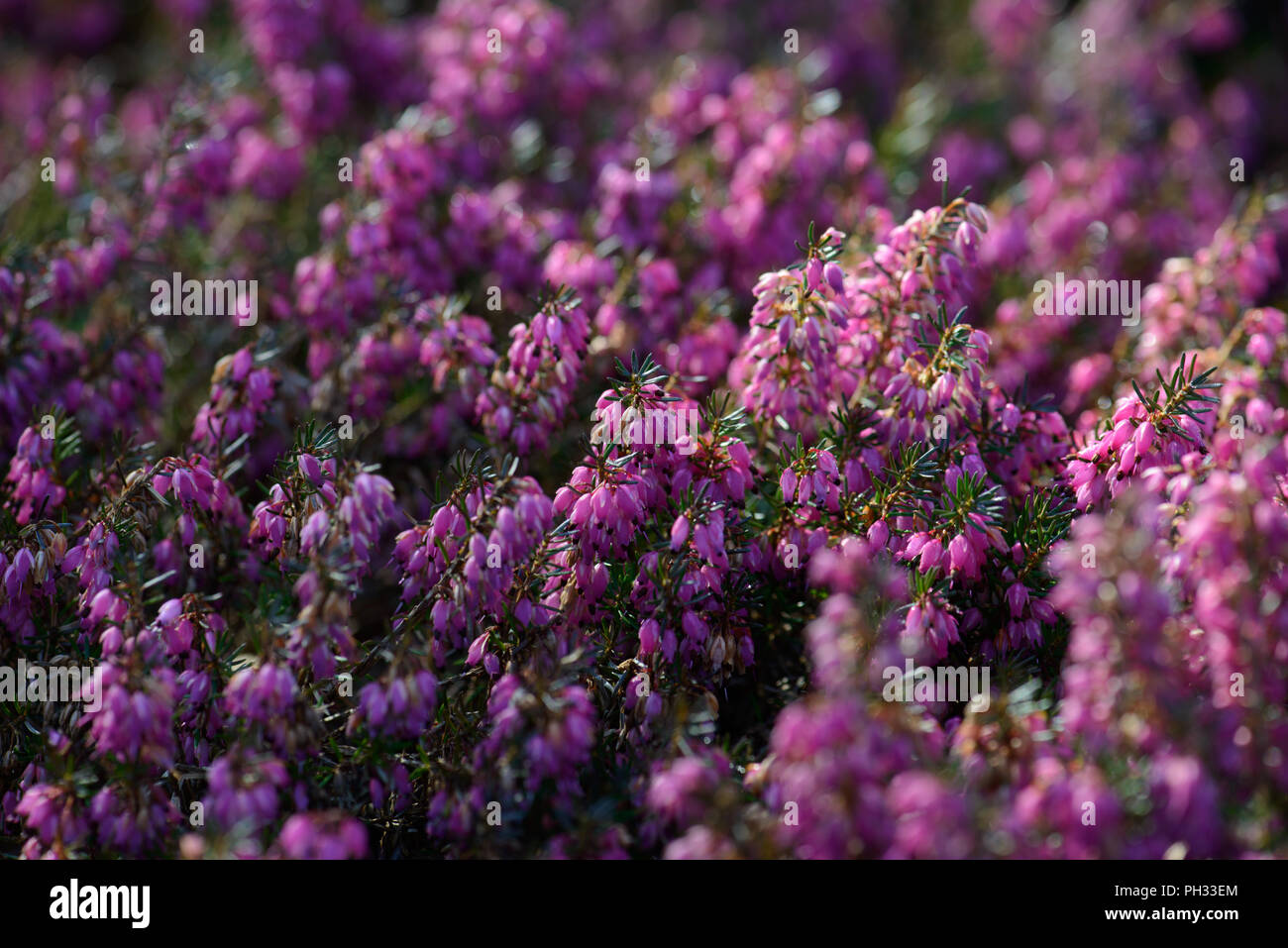 Erica carnea Myretoun Ruby Stock Photo - Alamy