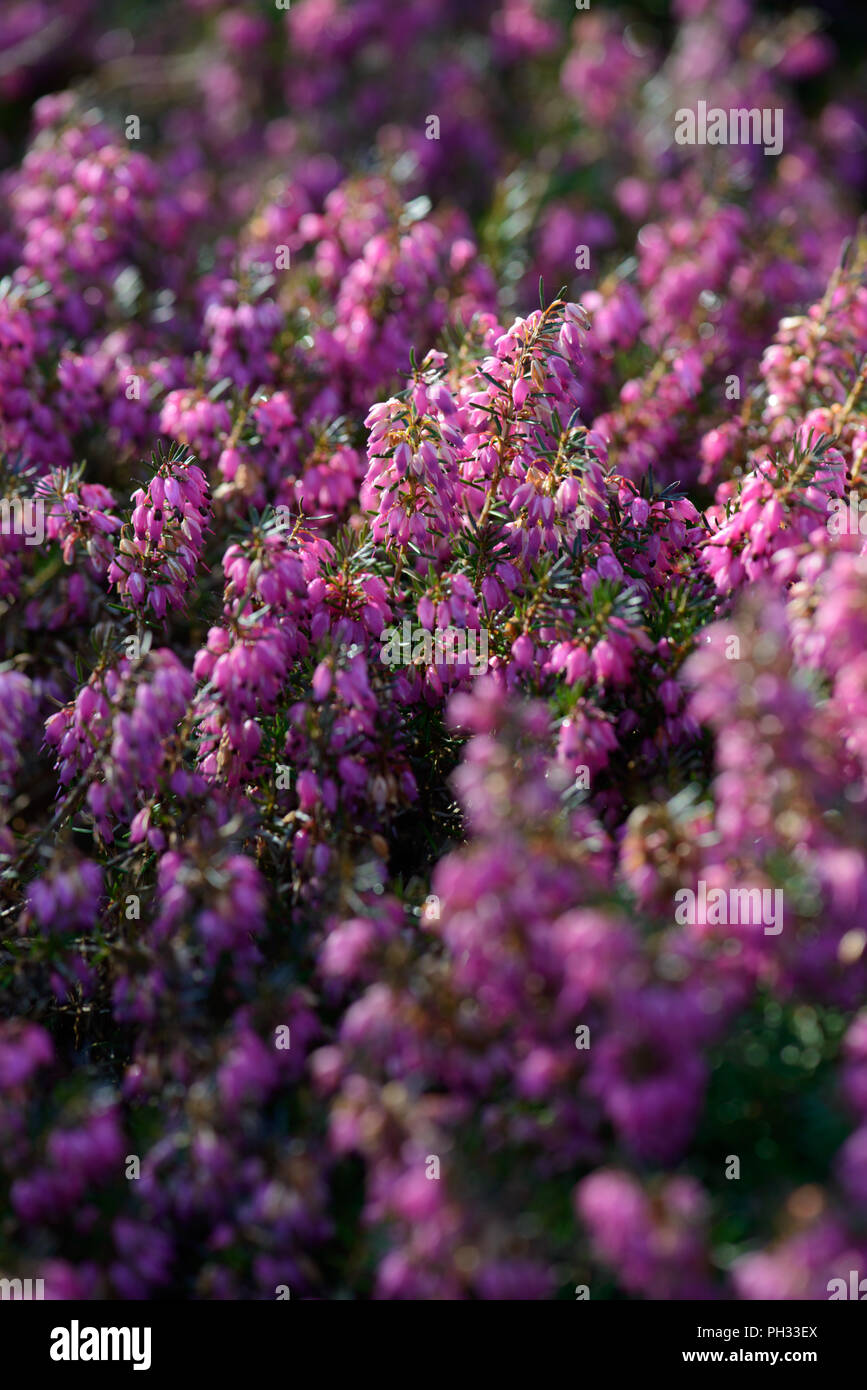 Erica carnea Myretoun Ruby Stock Photo - Alamy