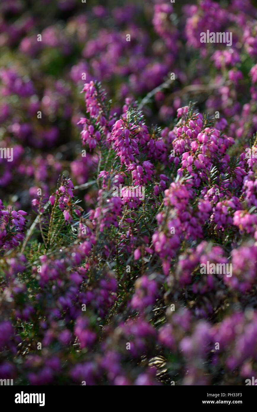 Erica carnea Myretoun Ruby Stock Photo - Alamy