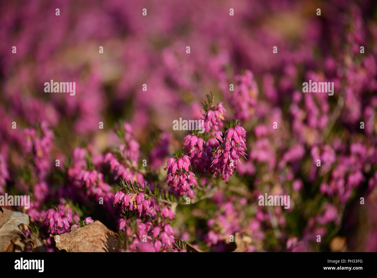 Erica carnea Porters Red Stock Photo - Alamy