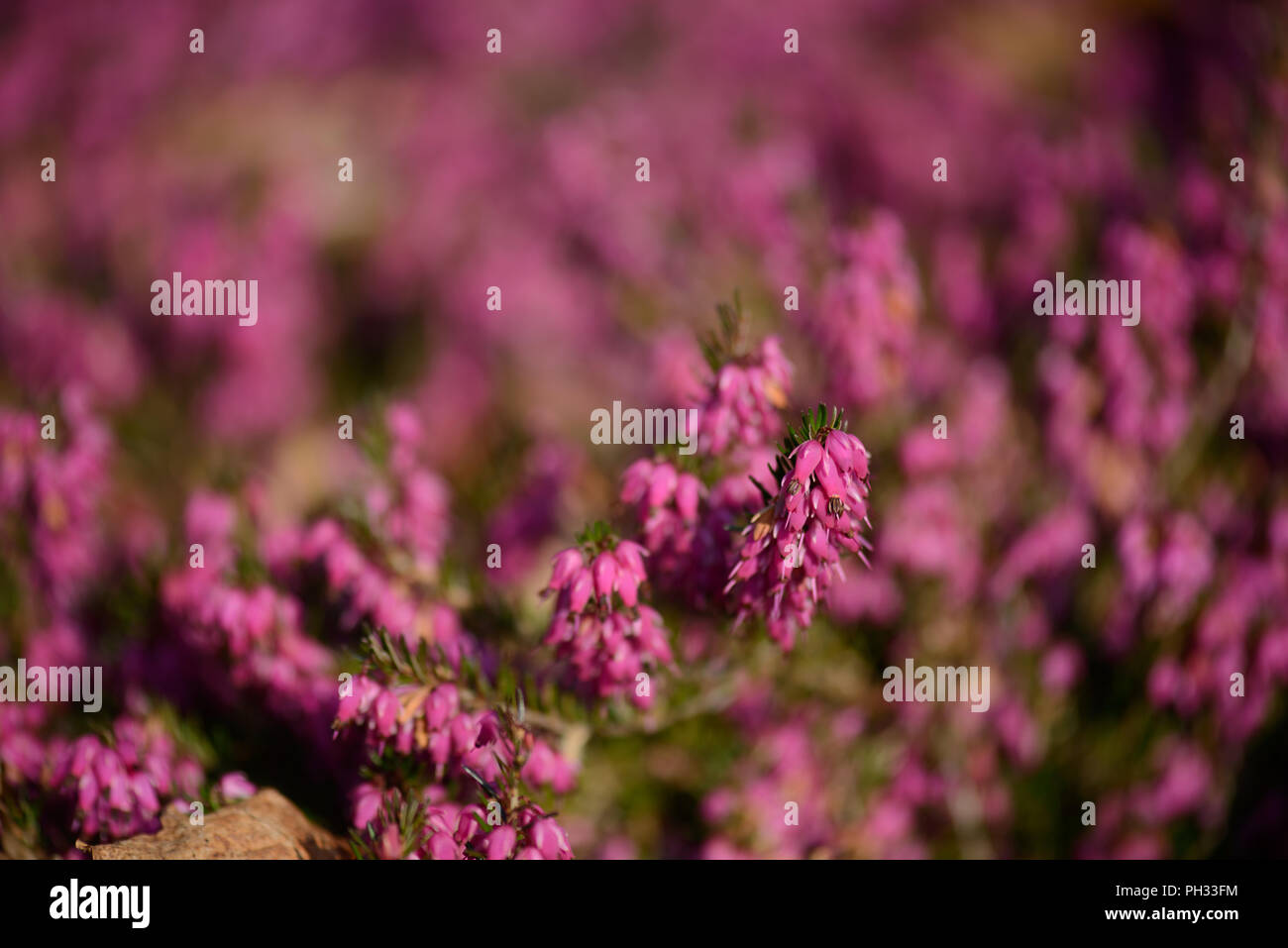 Erica carnea Porters Red Stock Photo - Alamy