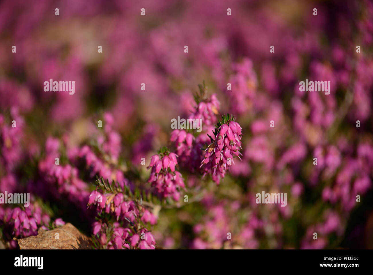 Erica carnea Porters Red Stock Photo - Alamy