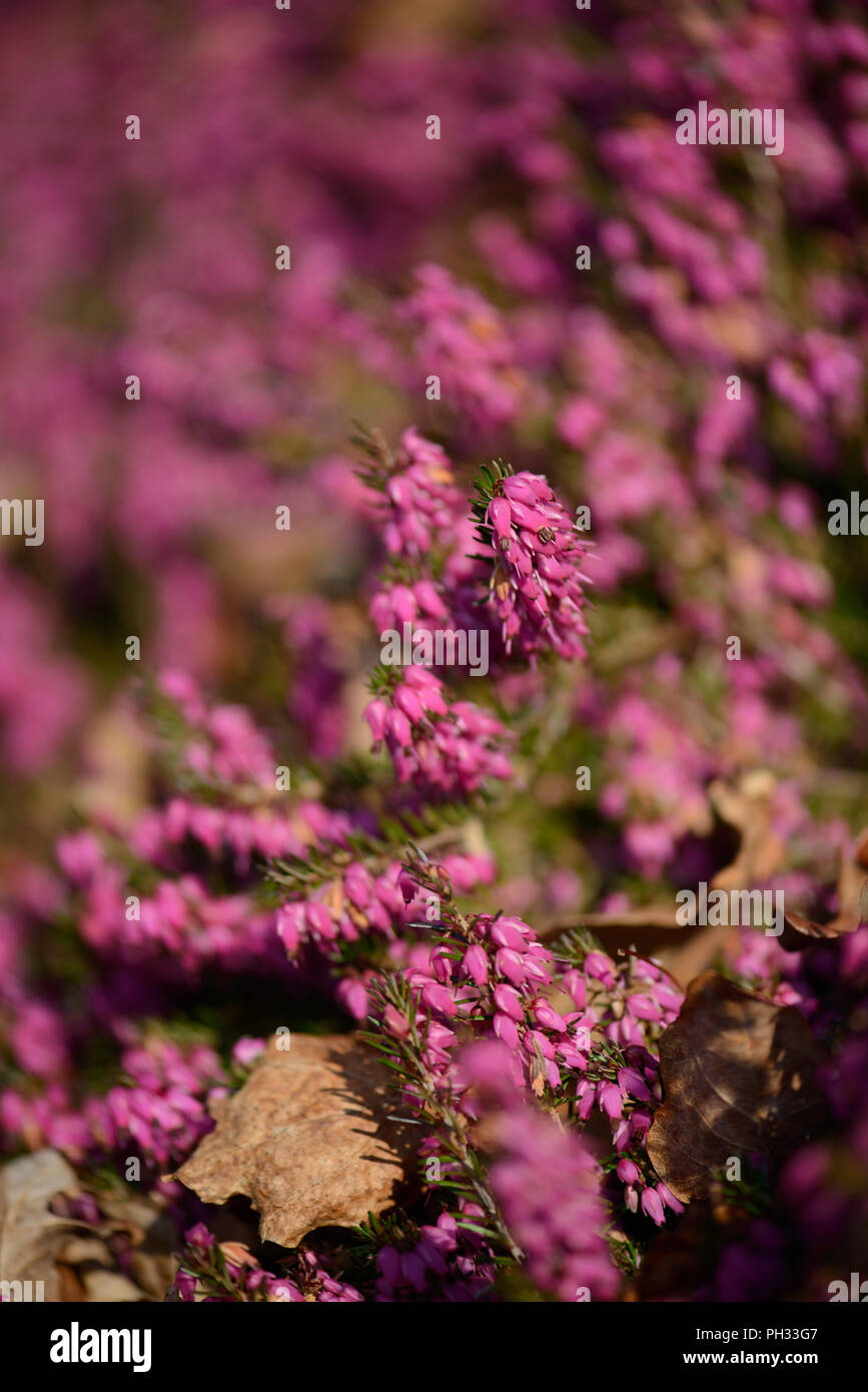 Erica carnea Porters Red Stock Photo - Alamy