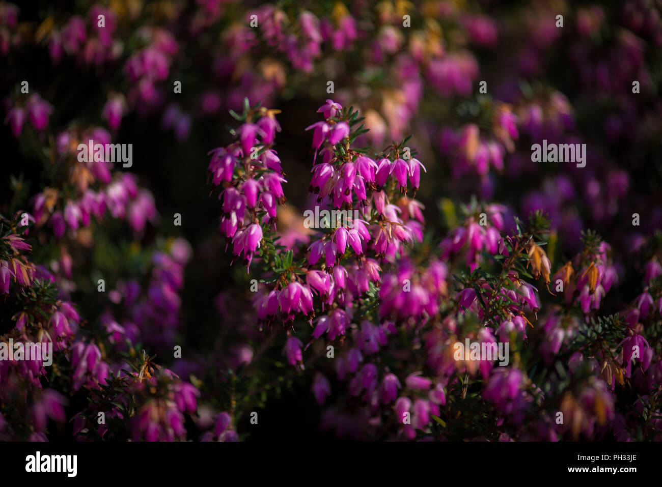 Erica carnea Queen Mary Stock Photo - Alamy