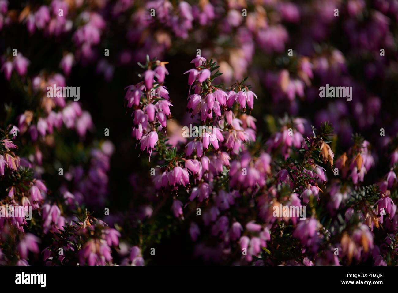 Erica carnea queen mary hi-res stock photography and images - Alamy
