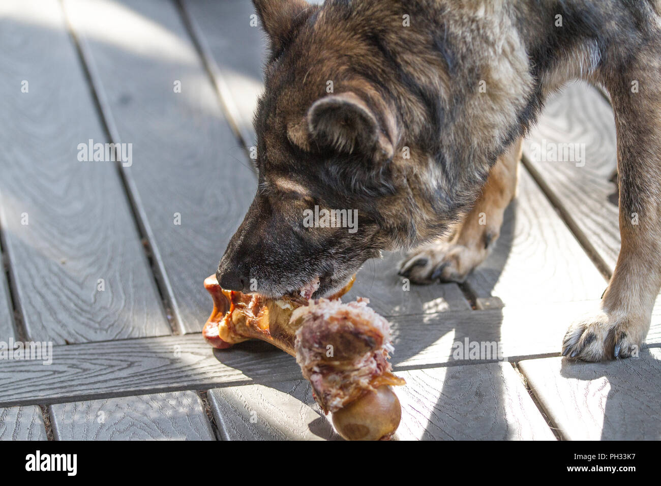 German Shepherd with beatiful colored coat, enjoying chewing on large ...