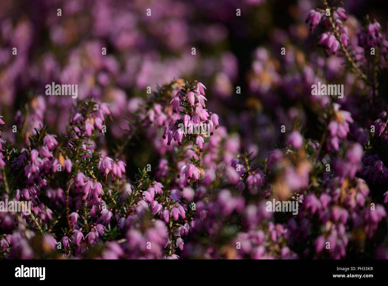 Erica carnea queen mary hi-res stock photography and images - Alamy
