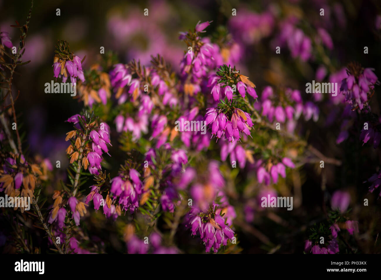Erica cooke hi-res stock photography and images - Alamy