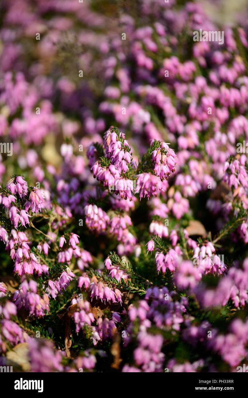 Rover flowers hi-res stock photography and images - Alamy
