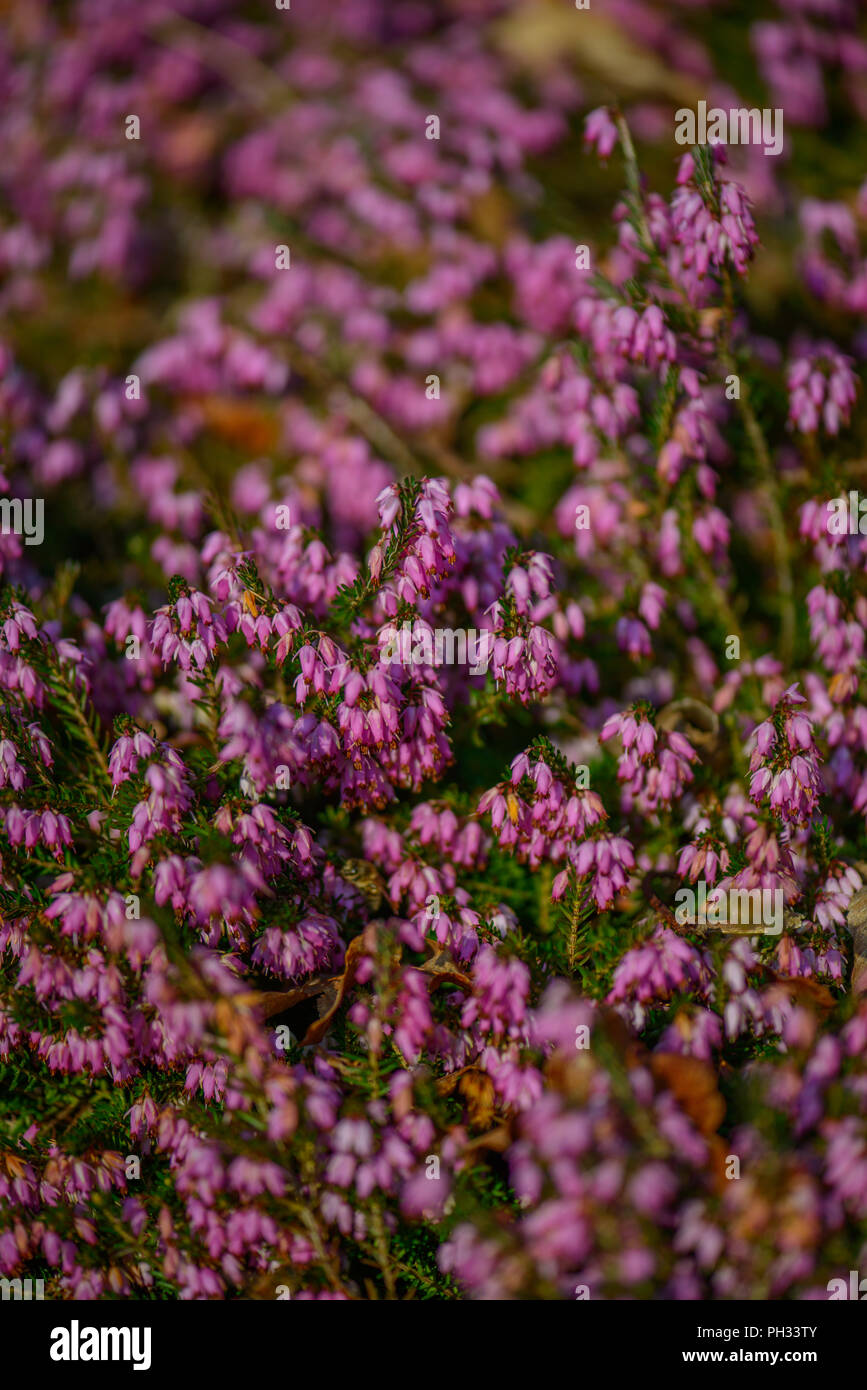 Erica carnea Red Rover Stock Photo - Alamy