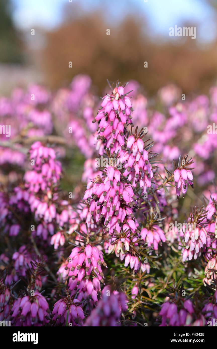 Erica carnea Ruby Glow Stock Photo - Alamy