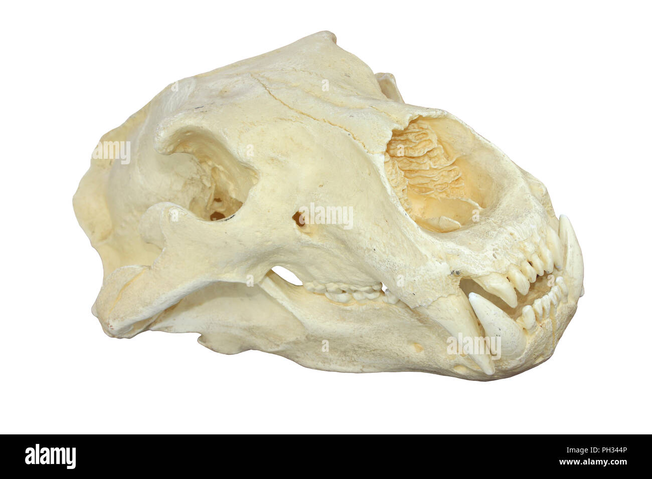 Polar bear wildlife Cut Out Stock Images & Pictures - Alamy