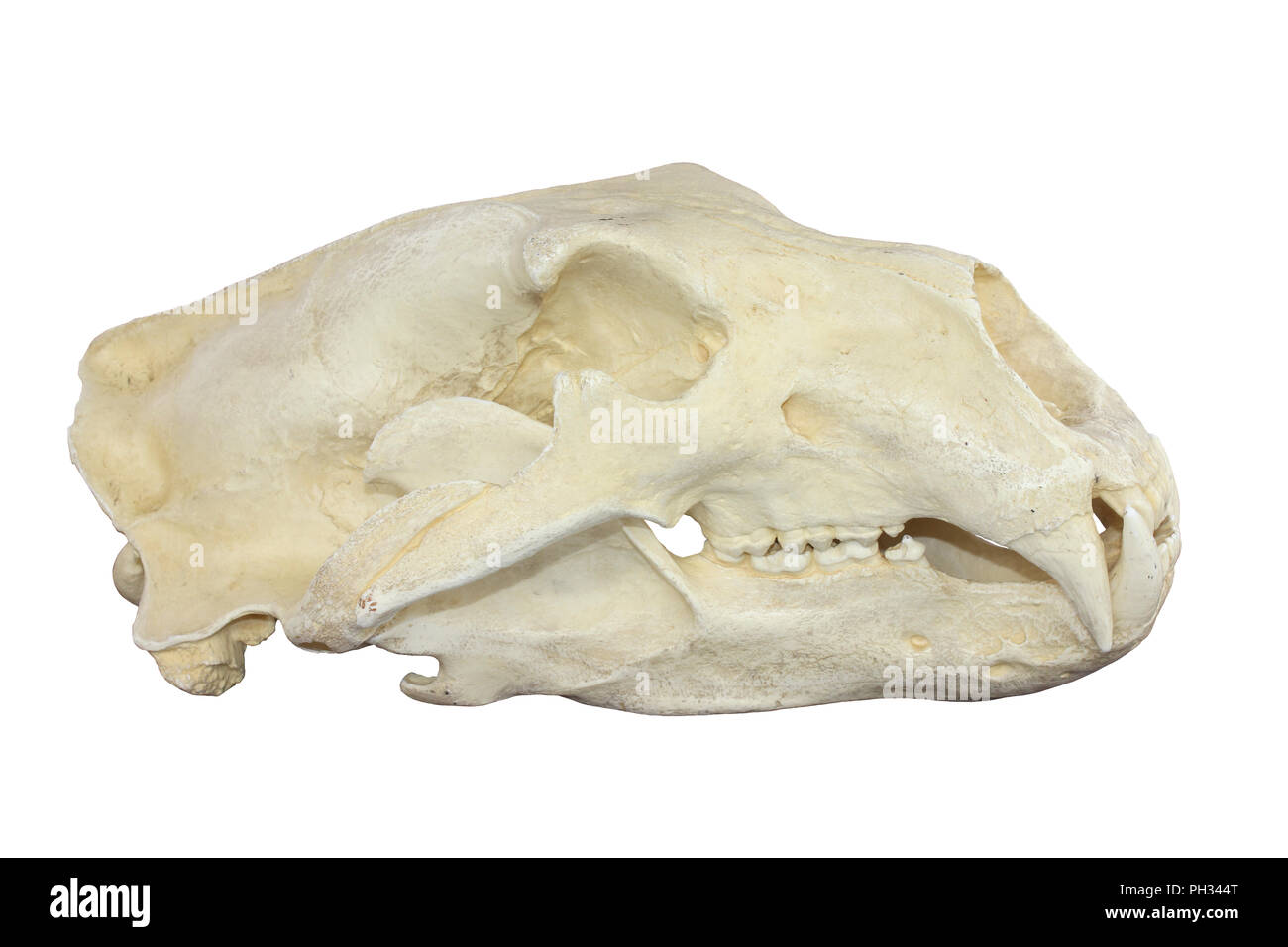 Polar bear wildlife Cut Out Stock Images & Pictures - Alamy