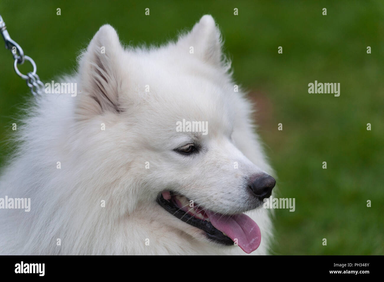 Elegant samoyed hi-res stock photography and images - Alamy