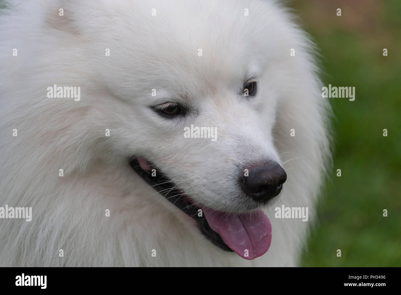 Samoyed Dog Portrait Stock Photo - Alamy