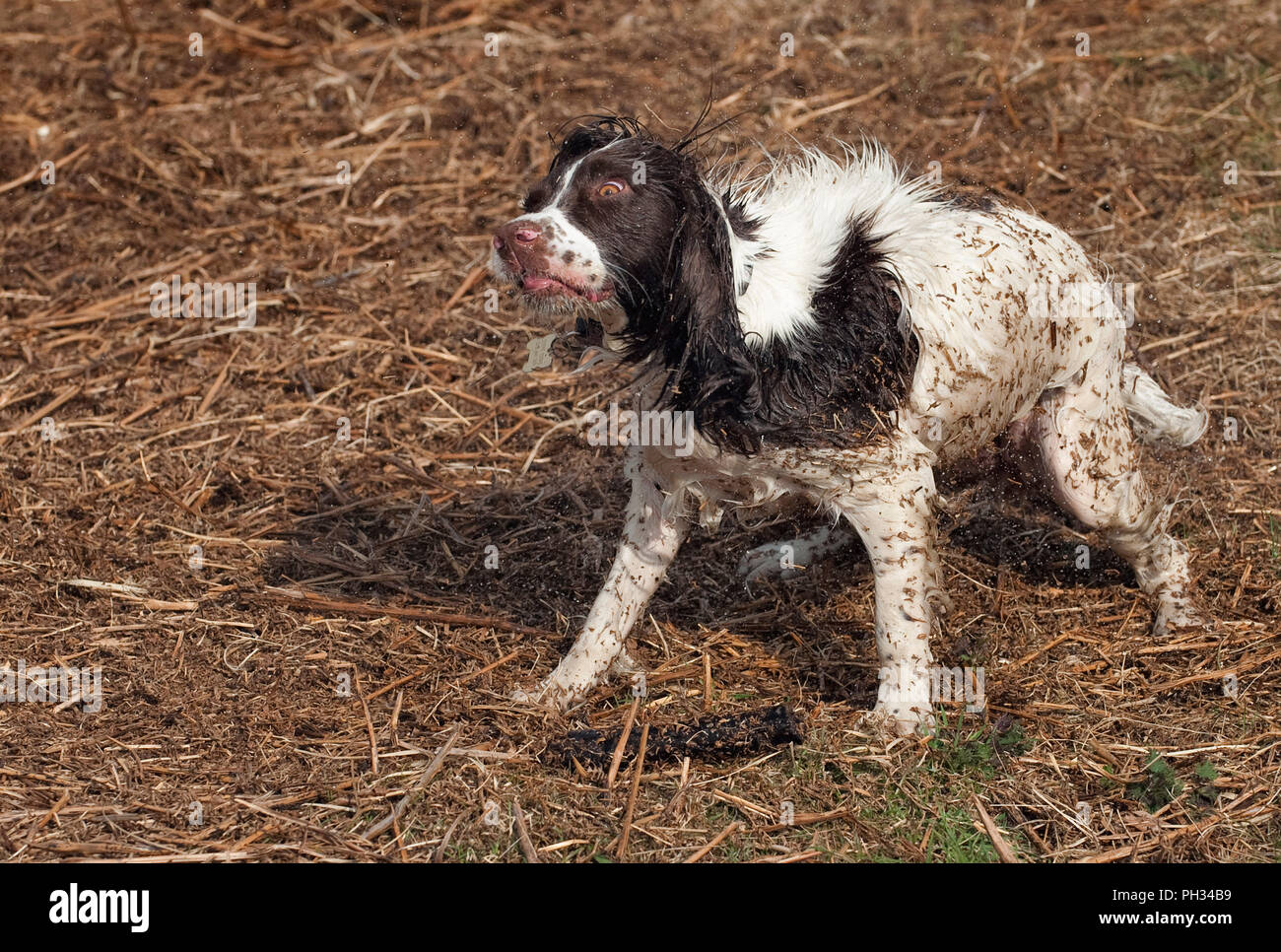 Springer spaniel shaking water from its coat Stock Photo - Alamy
