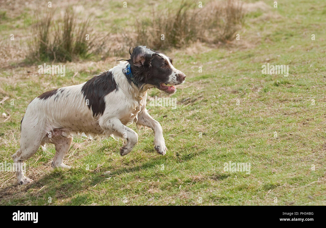 Wet Springer Spaniel Dog High Resolution Stock Photography and Images ...
