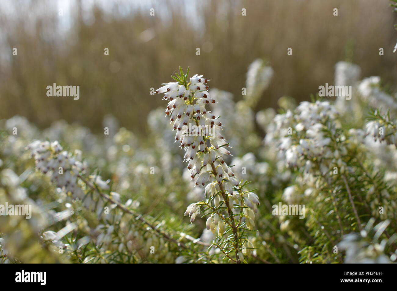 Erica carnea snow hi-res stock photography and images - Alamy