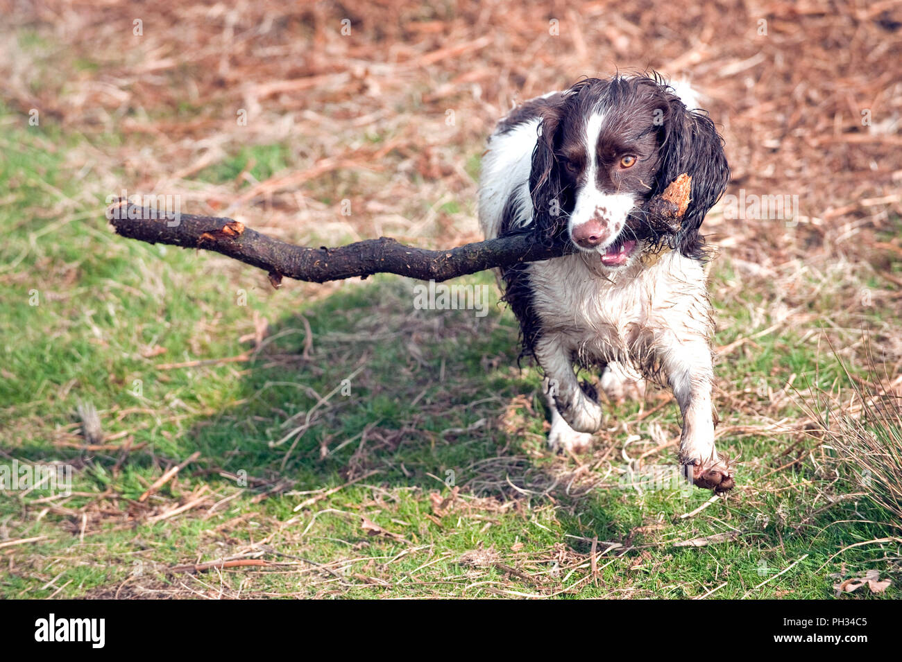 Springer spaniel running holding stick hi-res stock photography and ...