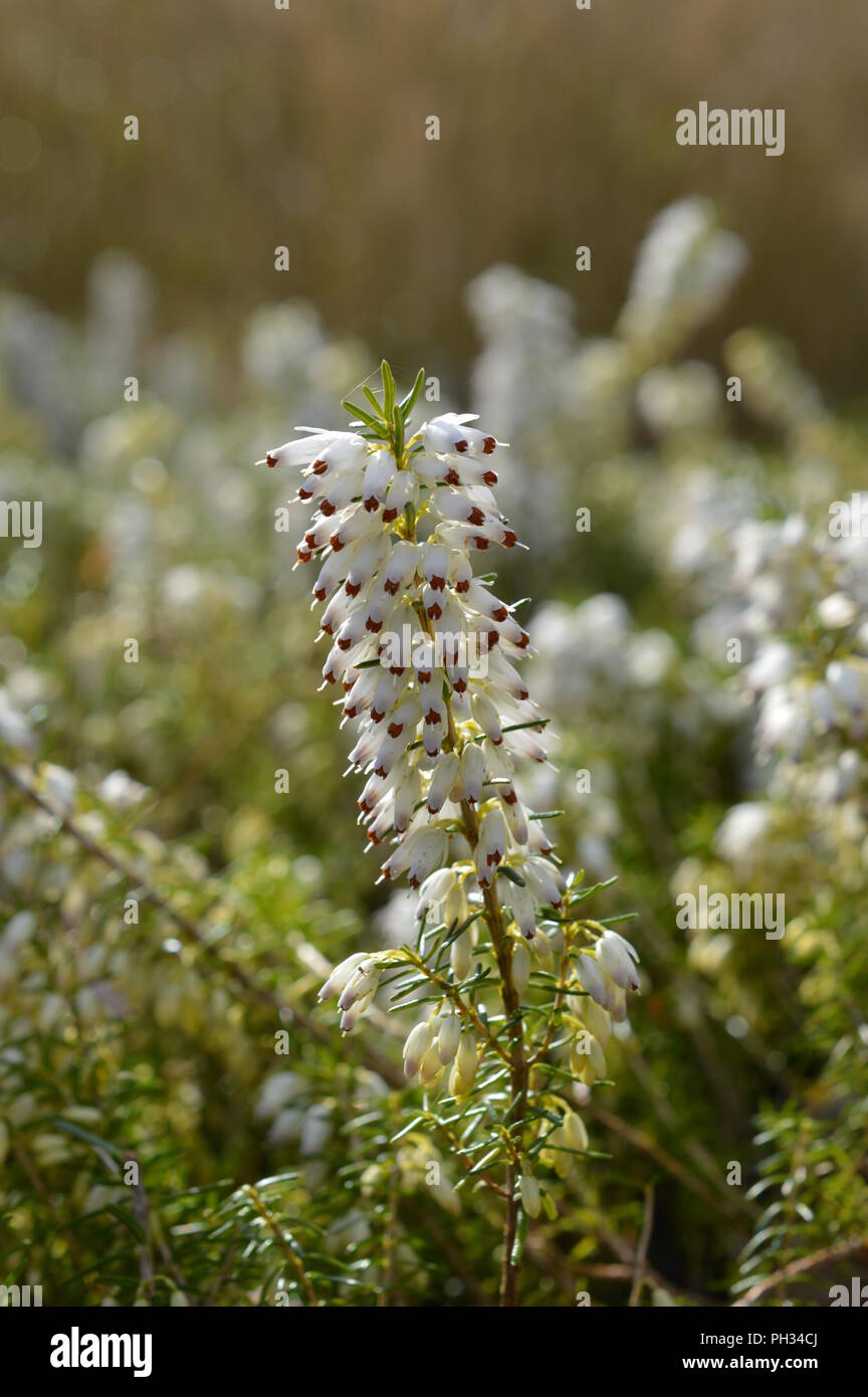 Erica carnea Winter Snow Stock Photo - Alamy