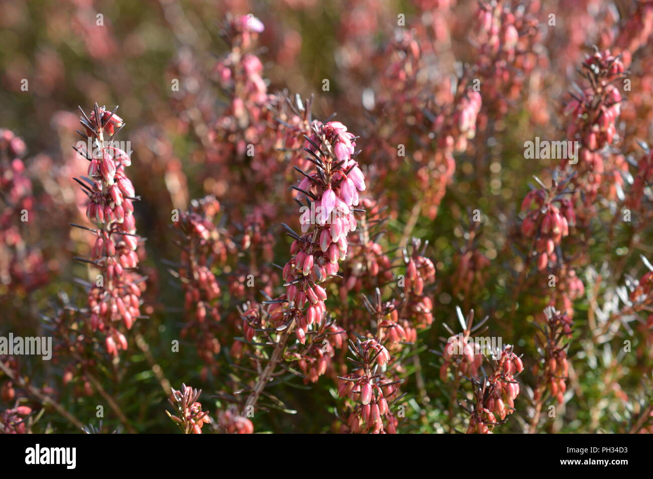 Erica carnea winter sun hi-res stock photography and images - Alamy