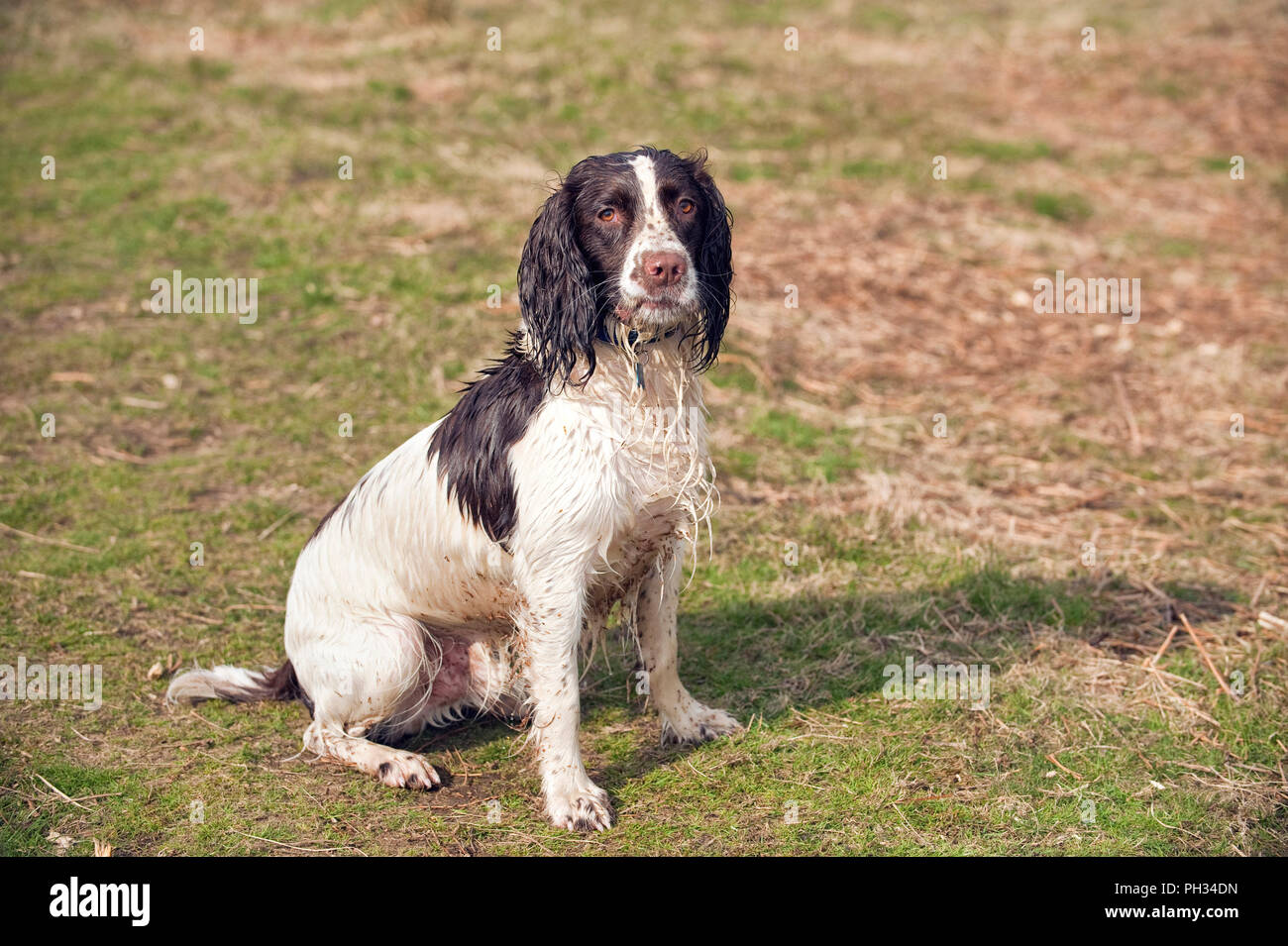 Wet springer spaniel sitting down Stock Photo - Alamy