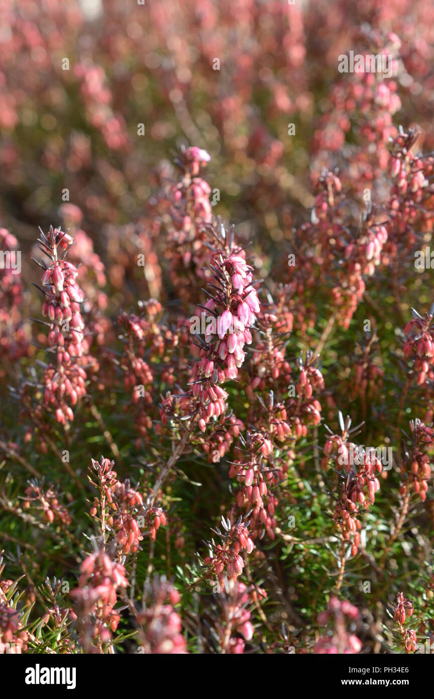 Erica carnea winter sun hi-res stock photography and images - Alamy