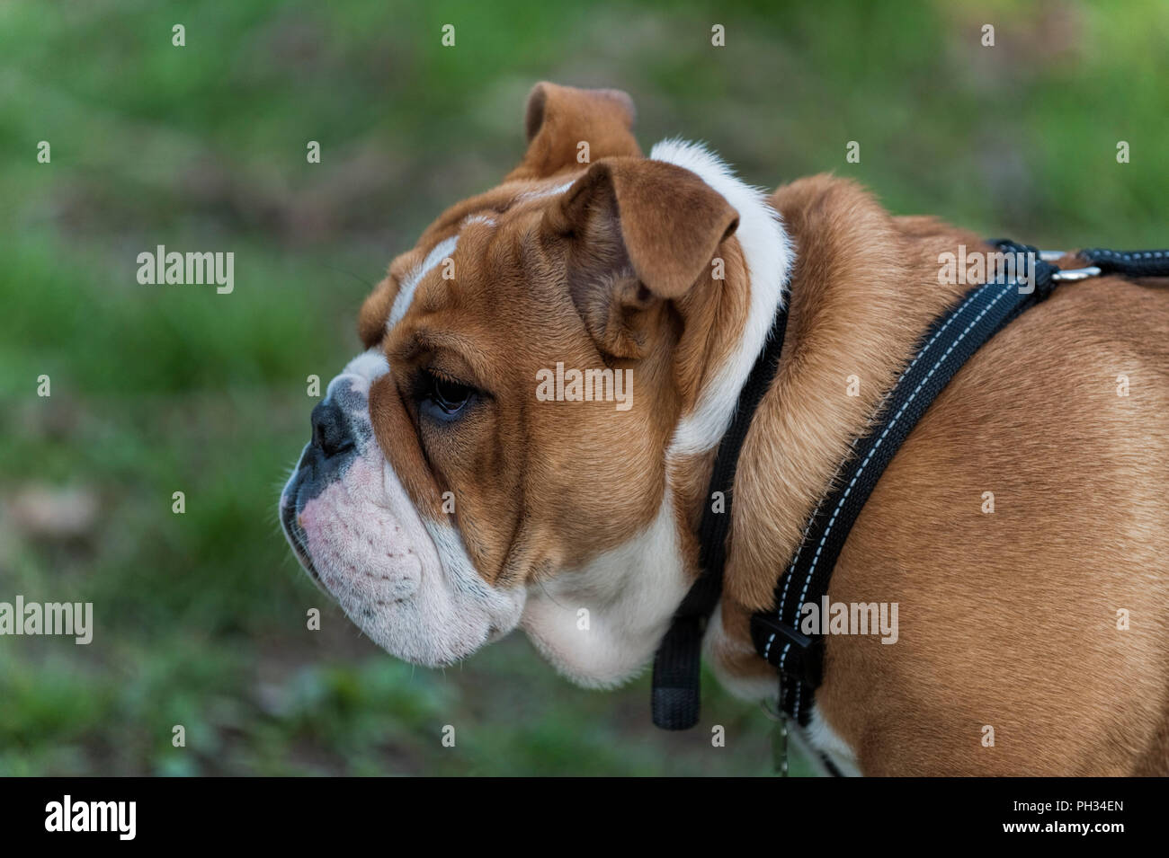 Brown and white british bulldog hi-res stock photography and images - Alamy