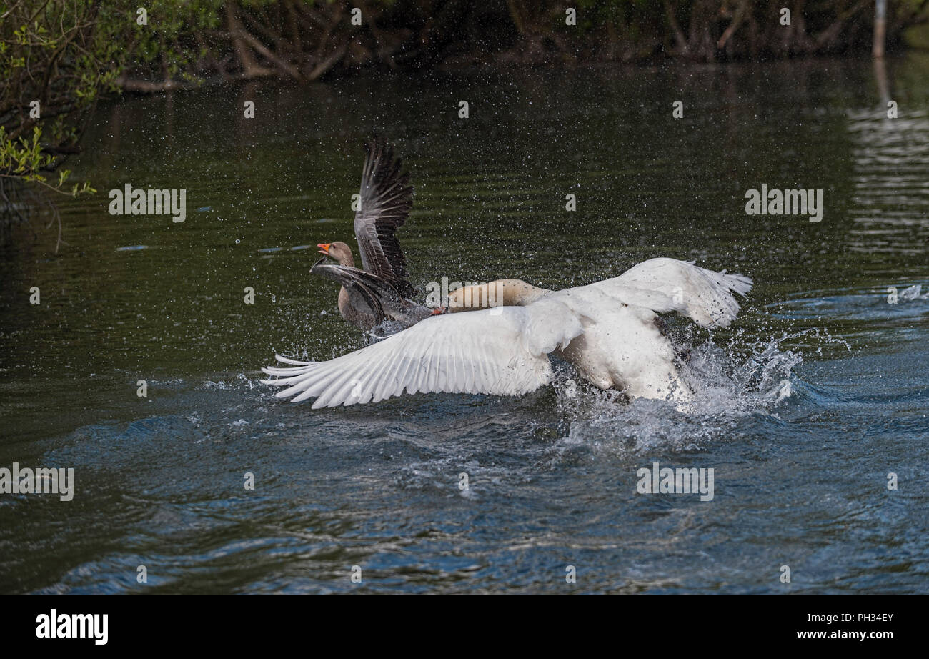 Swan chasing hi-res stock photography and images - Alamy